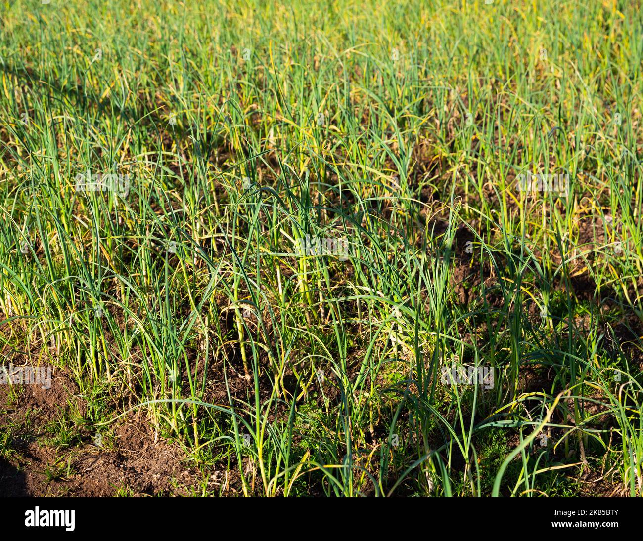 Field garlics hi-res stock photography and images - Alamy