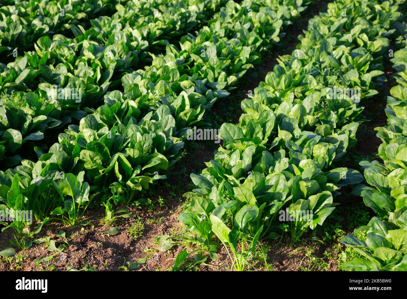 Field planted with spinach Stock Photo - Alamy