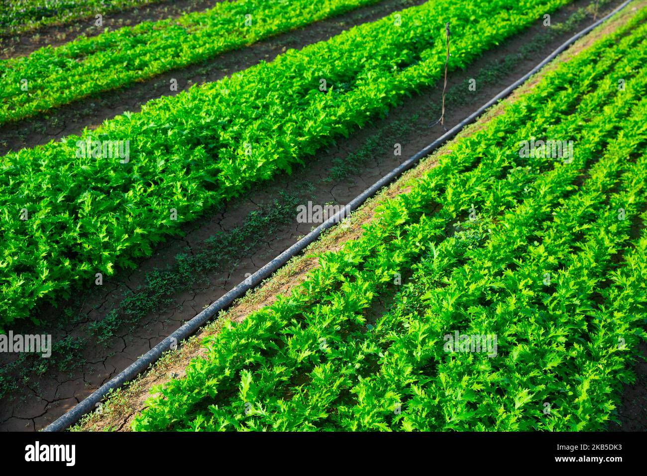 Farm field planted with ripening arugula Stock Photo - Alamy