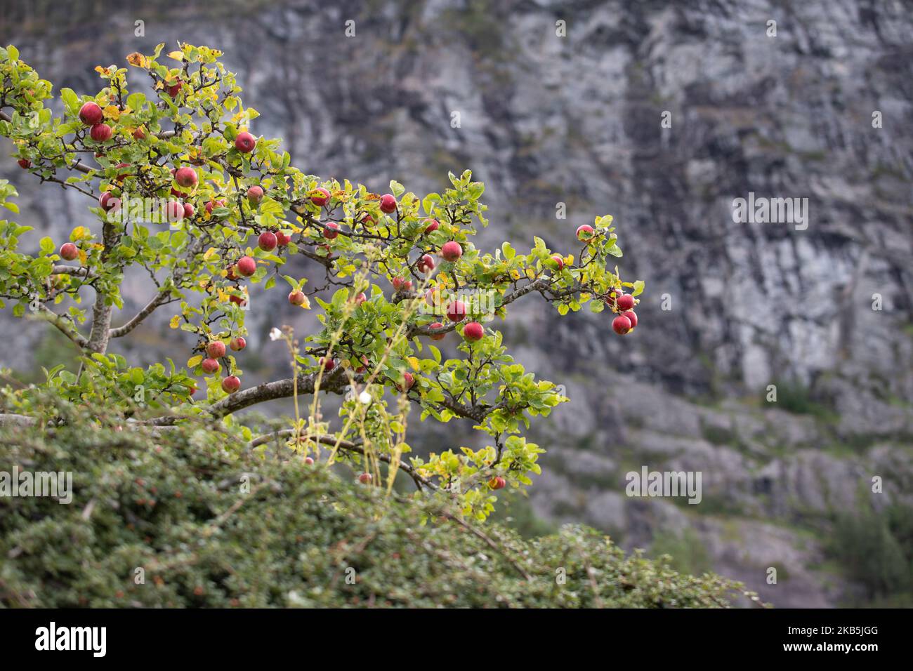 Apple tree at Valldal or Valldalen fishing or Sylte at the Valldal ...
