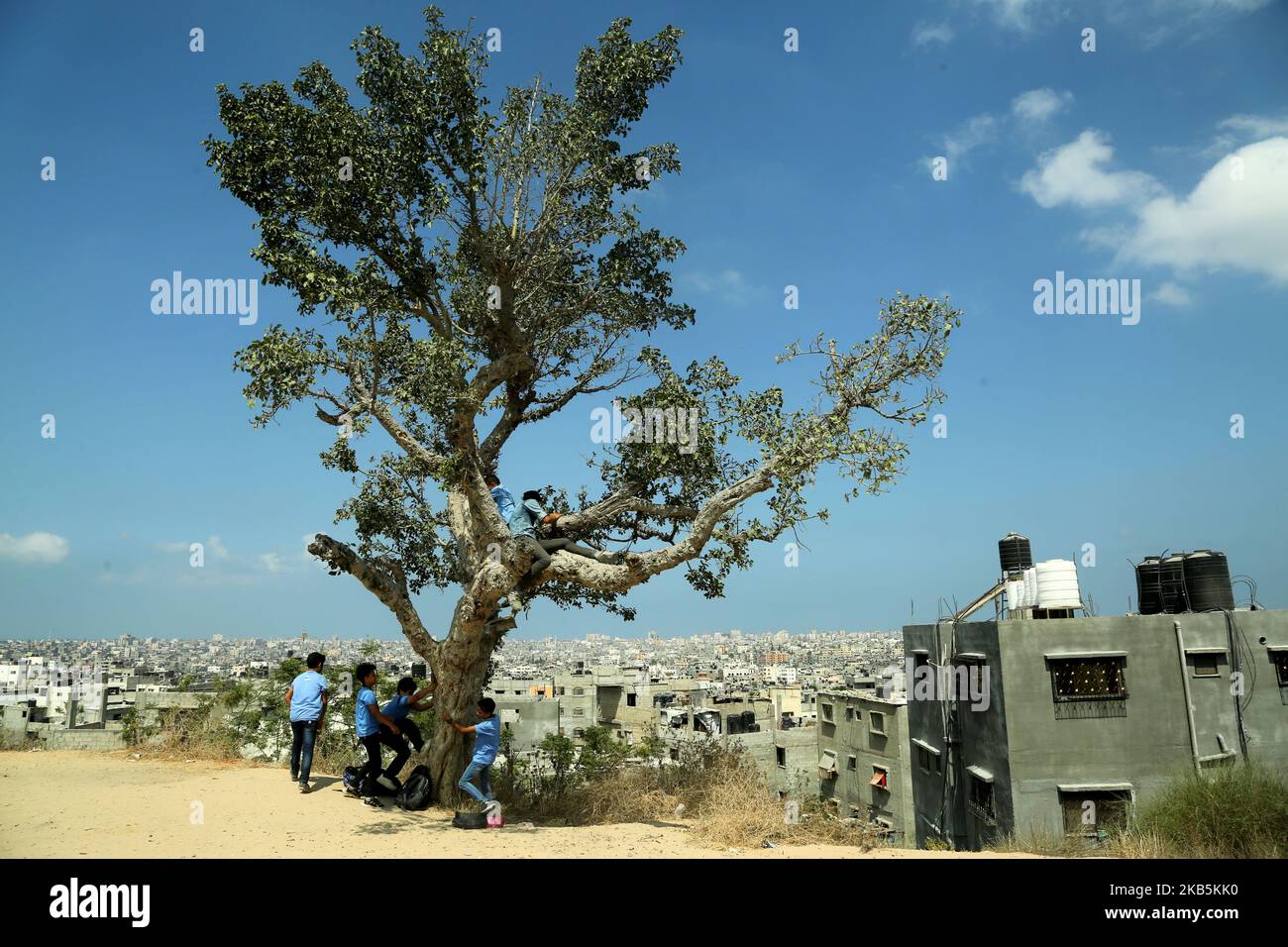 Old tree east of gaza city hi-res stock photography and images - Alamy
