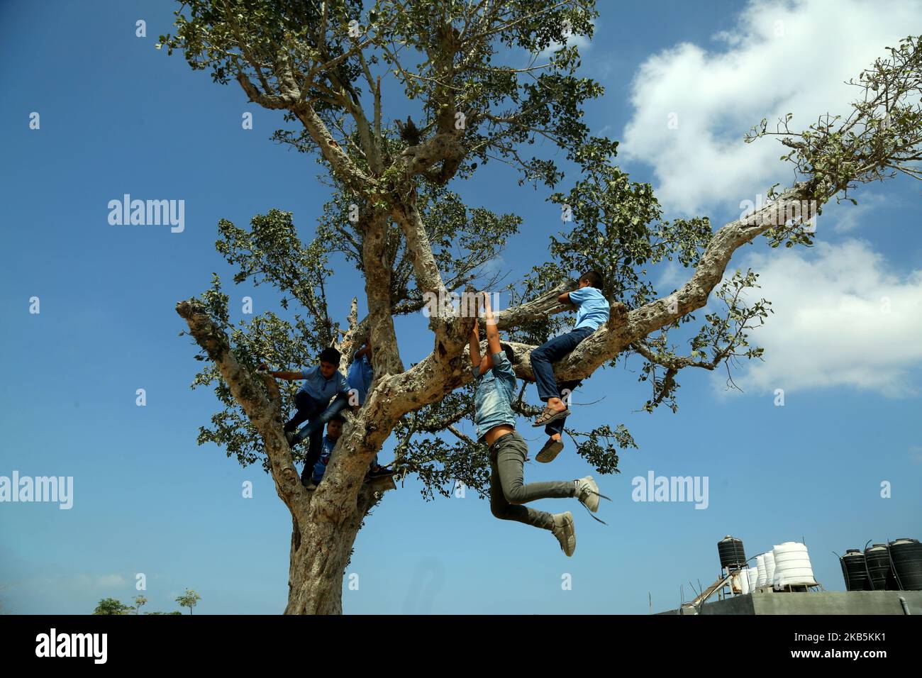Palestinian Students play in an old tree east of Gaza City, near the ...