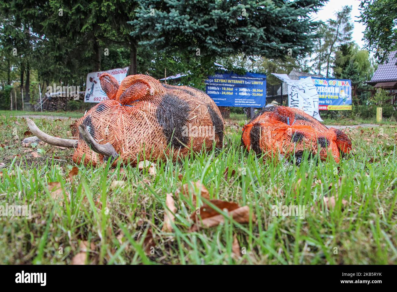 Straw installations in the shape of wild pigs, made in occasion of ...