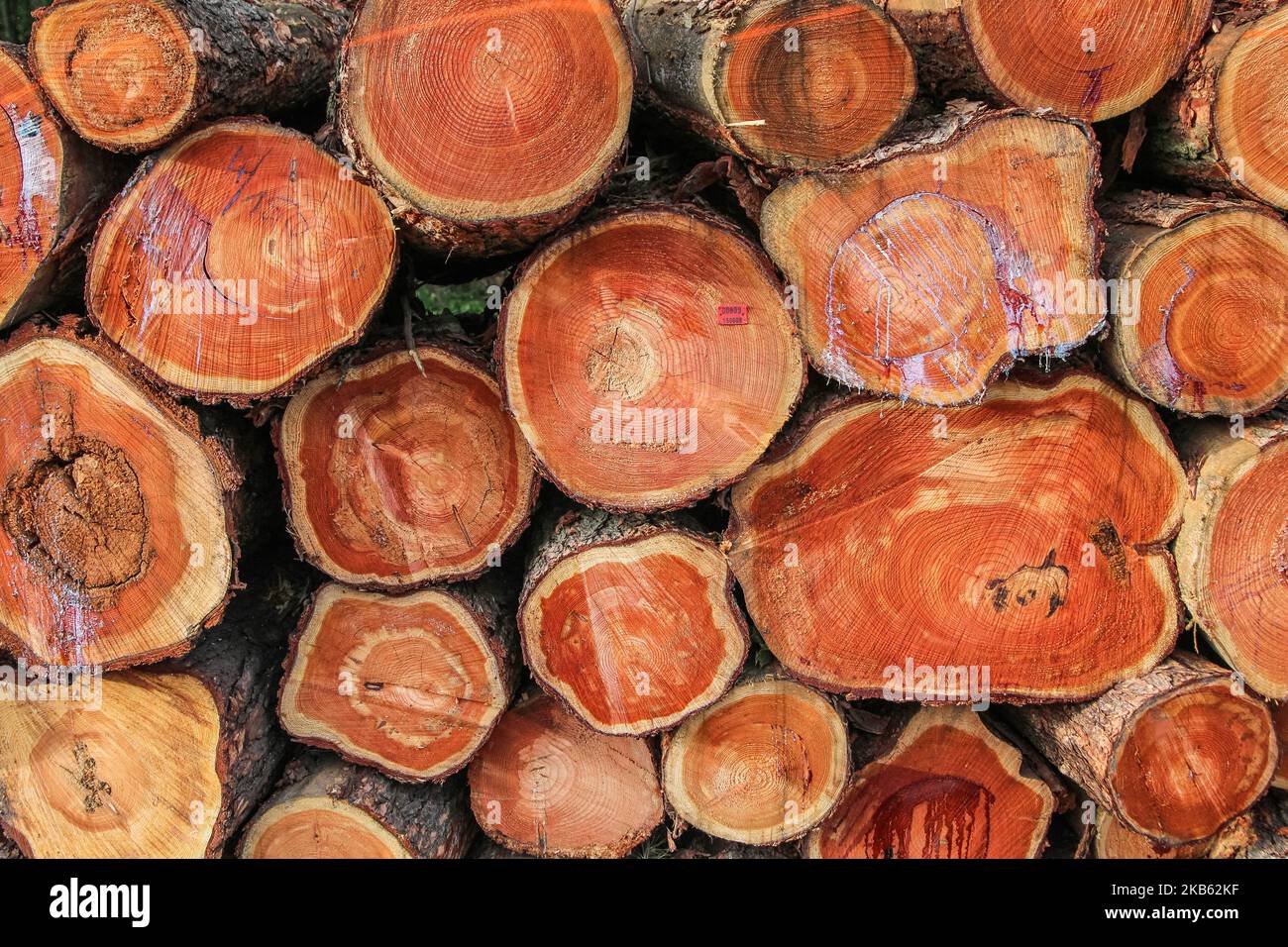 Resin leaking from the trunk of a felled tree among remains of the ...