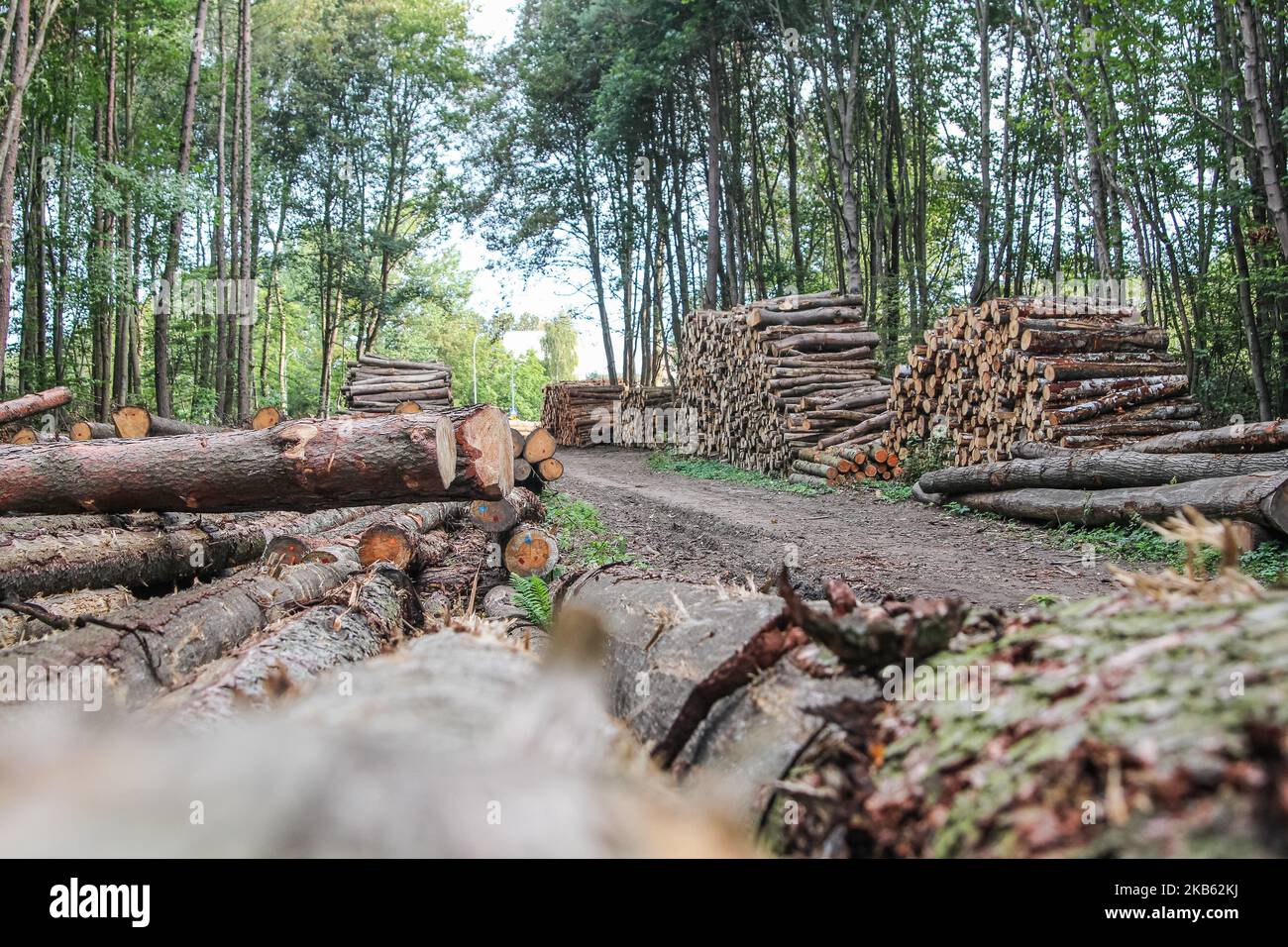 Wood stacks among remains of the forest grubbed under the new road ...