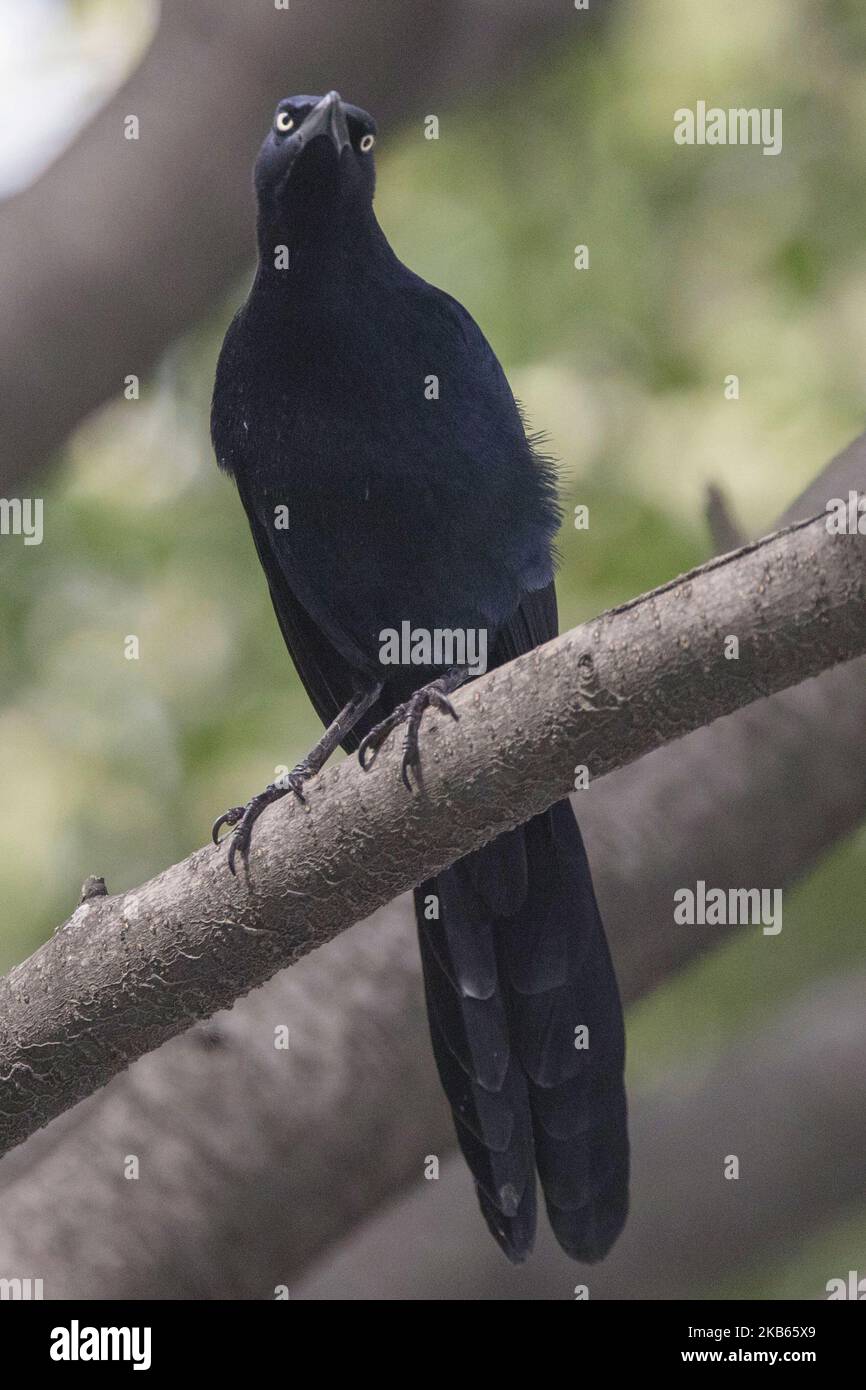 a black crow is seen eating an insect on September 17, 2019 in Cancun ...