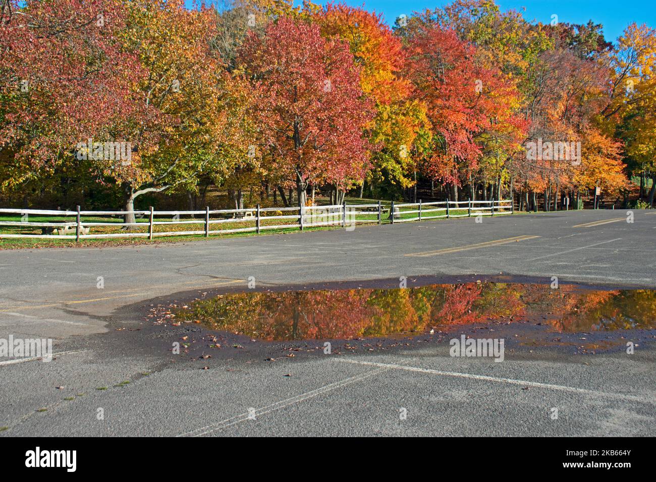 Lush autumn colors reflecting in a water puddle in the parking lot of ...