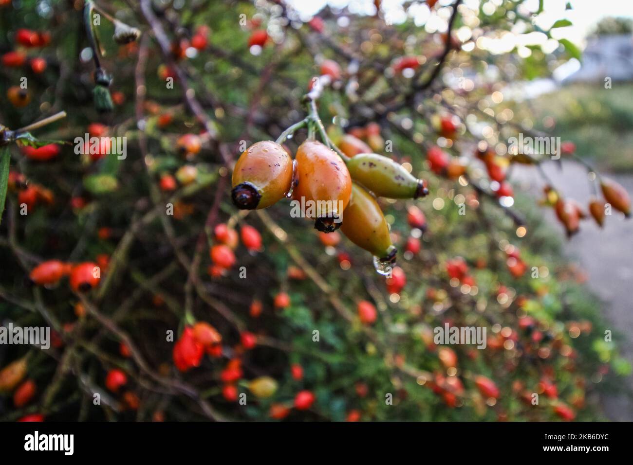 Rose hip or rosehip (Rosa rugosa fruit) are seen in Gdansk, Poland on ...