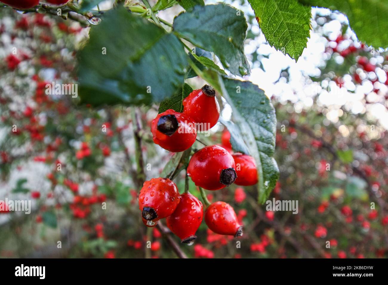 Rose hip or rosehip (Rosa rugosa fruit) are seen in Gdansk, Poland on ...