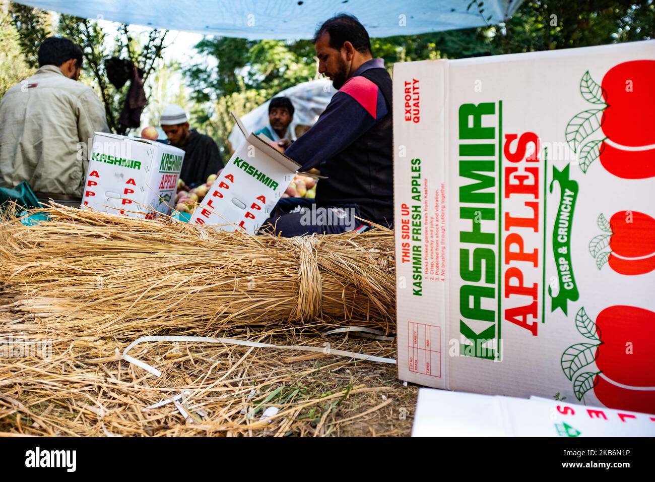 Day laborers load Kashmiri Apples into boxes on a farm outside of ...
