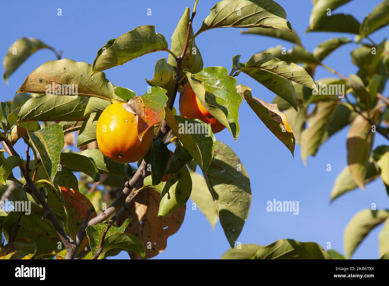 South korea persimmons harvest season hi-res stock photography and ...