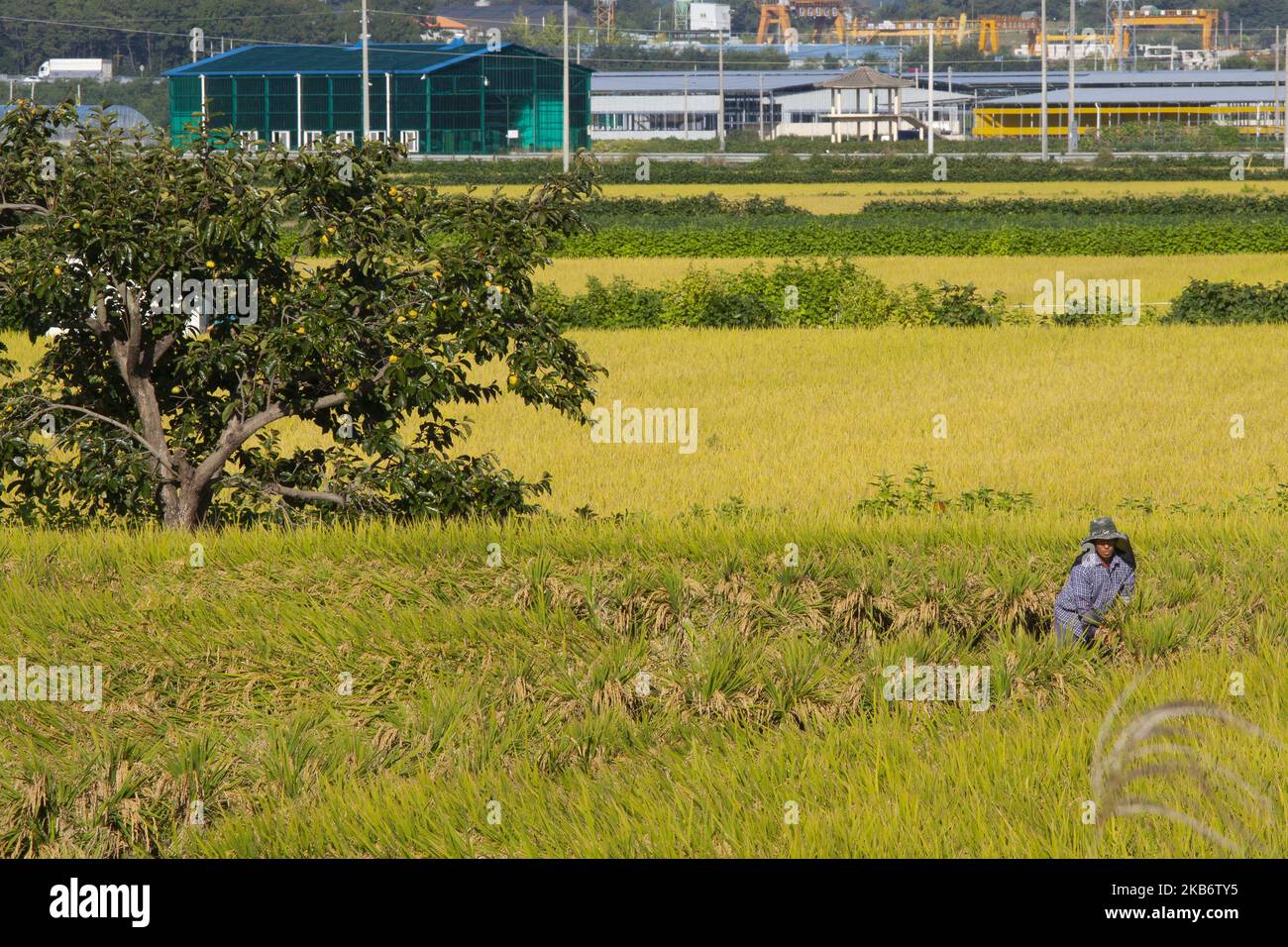 South korea rice farming harvest season hi-res stock photography and ...