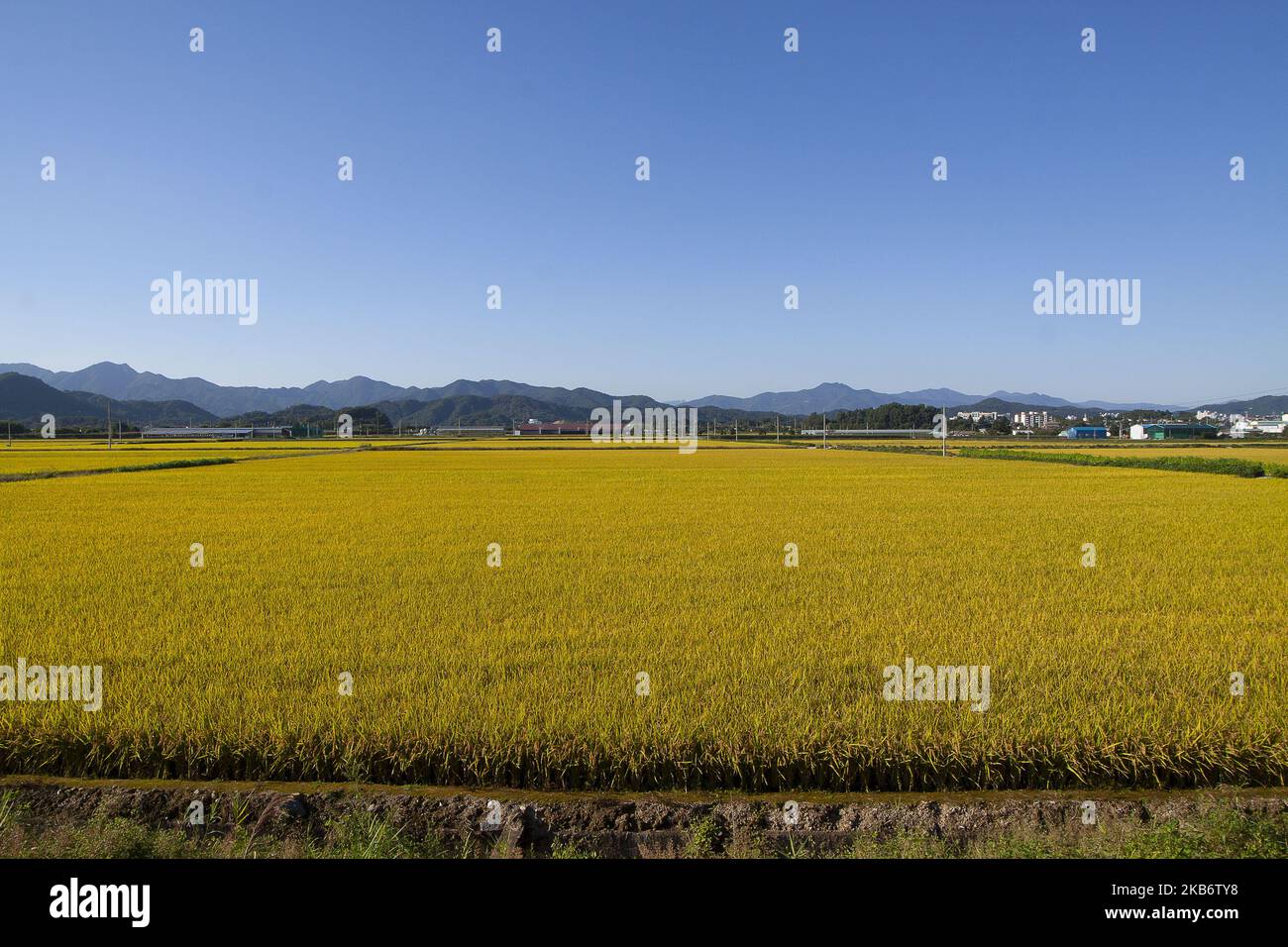 Shows the ecological paddy rice fields at a rice plantation base in Ian ...