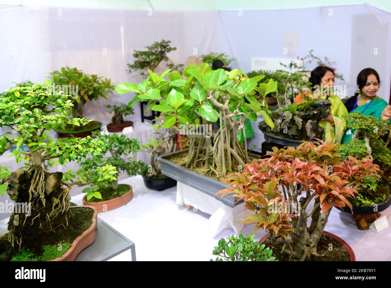 Bangladeshi Visitors in the miniature tree (Bansai tree) exhibition in ...
