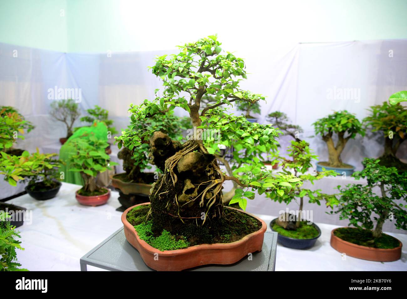 Bangladeshi Visitors in the miniature tree (Bansai tree) exhibition in ...