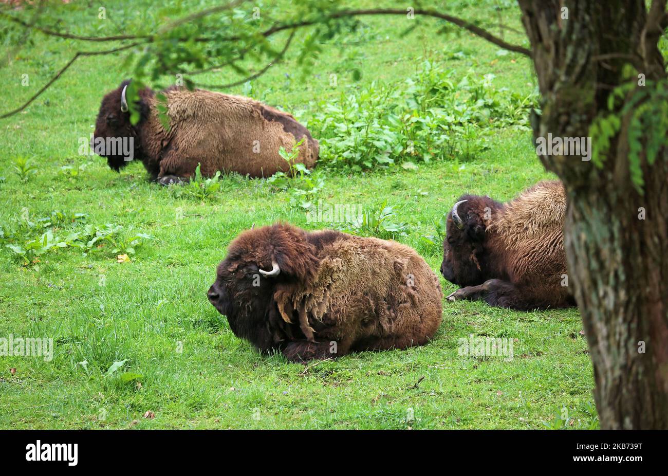 Buffalo herd resting - West Virginia Stock Photo - Alamy