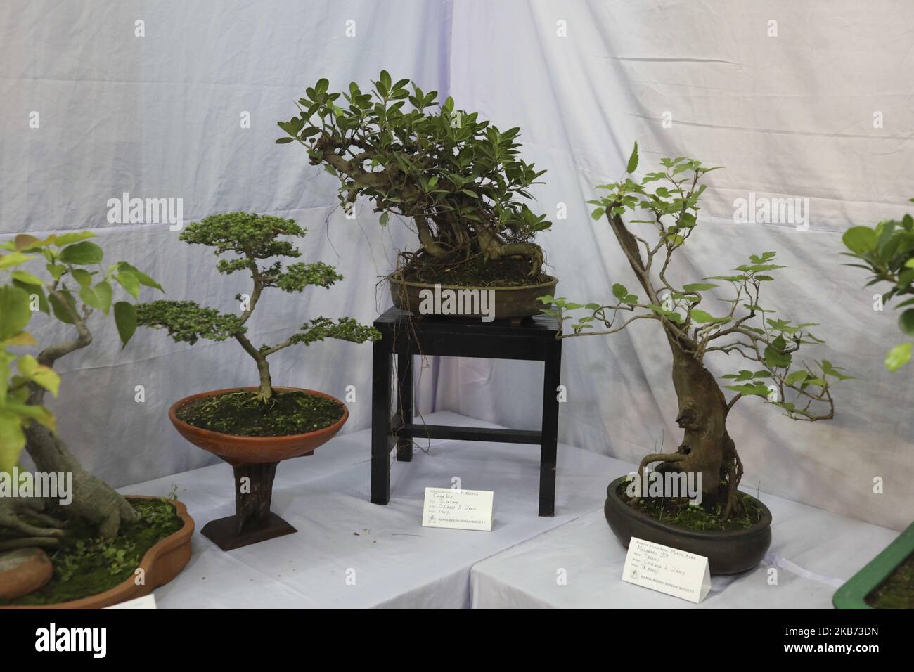 Bangladeshi Visitors in the miniature tree (Bansai tree) exhibition in ...