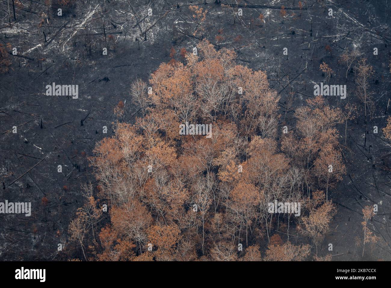 Burnt tree are pictured after a forest fire in Palangka Raya, Central ...