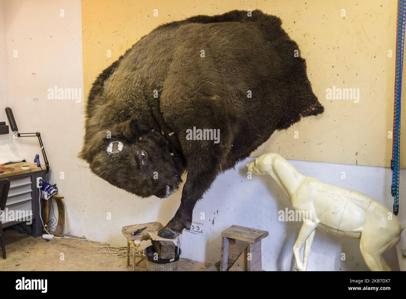 Taxidermy process hi-res stock photography and images - Alamy
