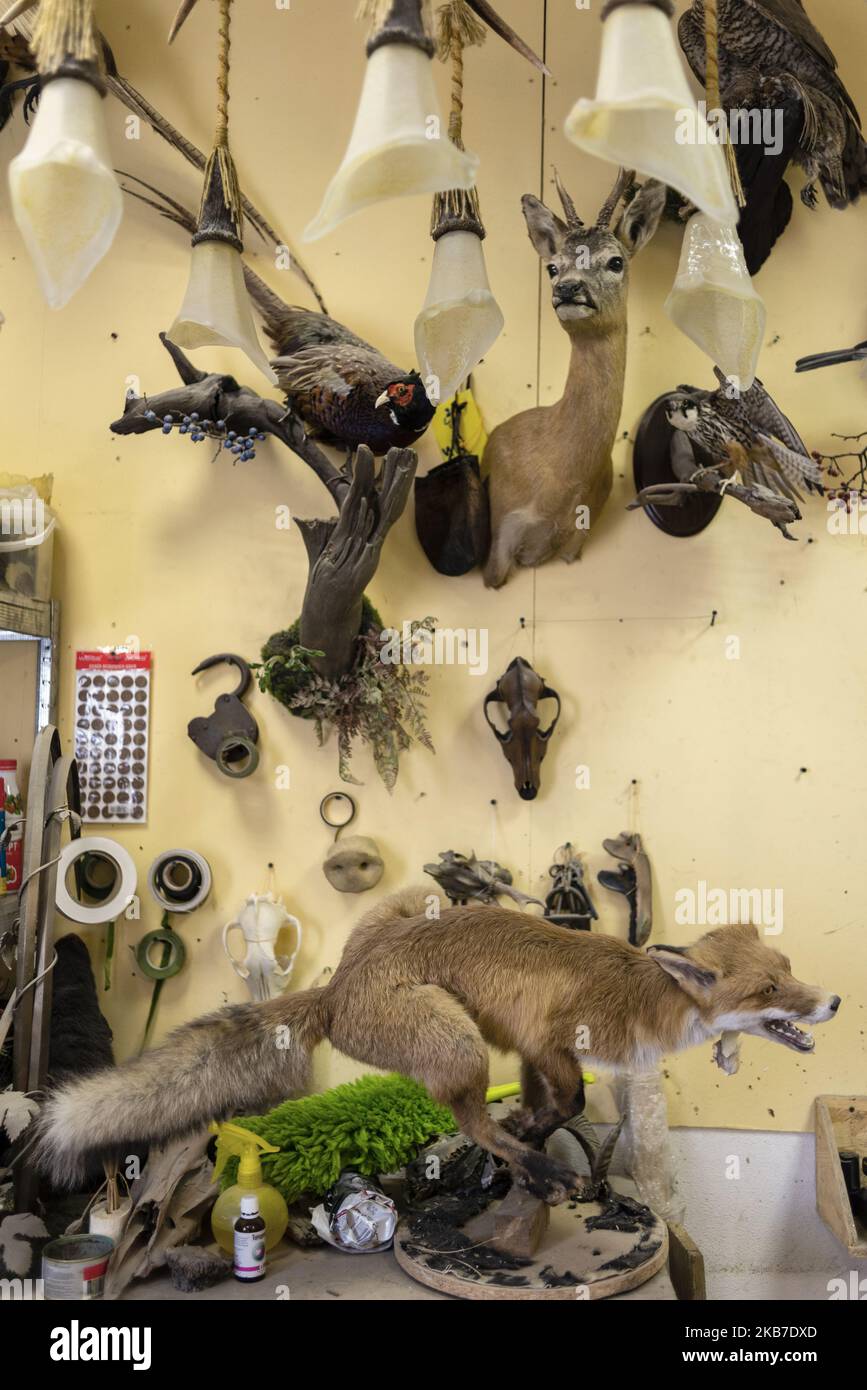 Taxidermy process hi-res stock photography and images - Alamy