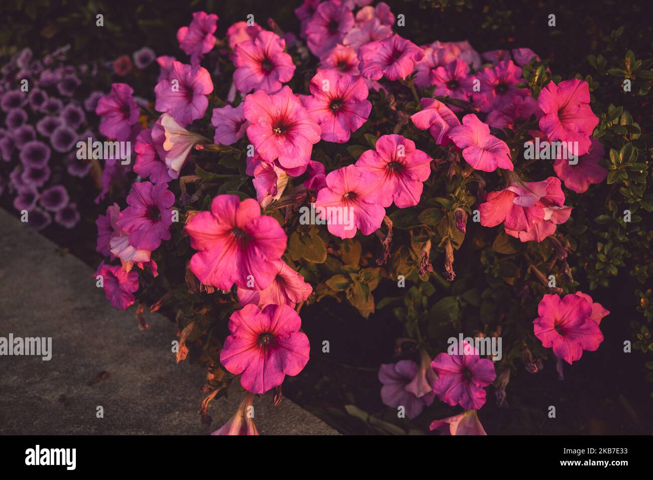 red and pink morning glory flowers with matt color scheme for ...
