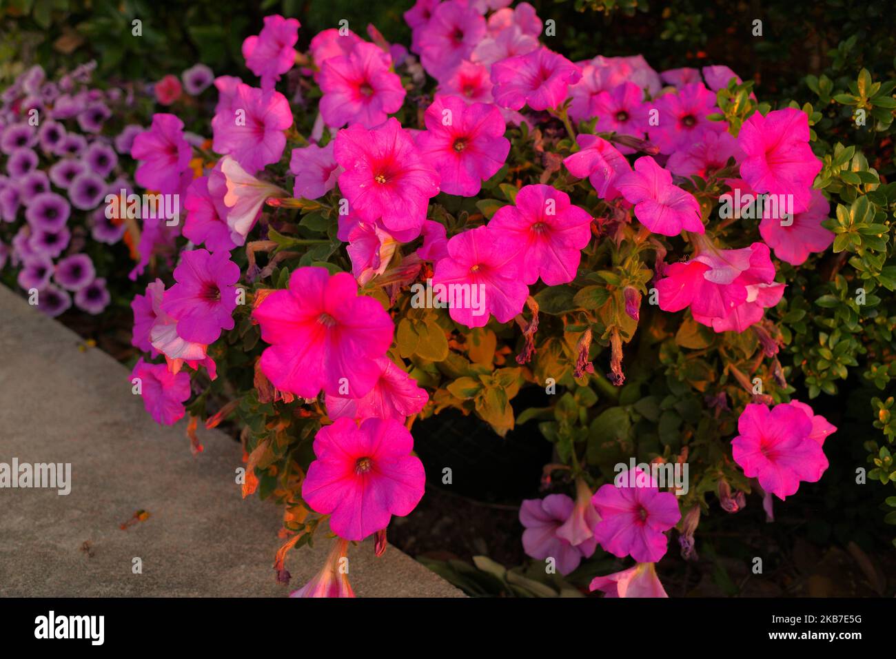 red and pink morning glory flowers with matt color scheme for ...