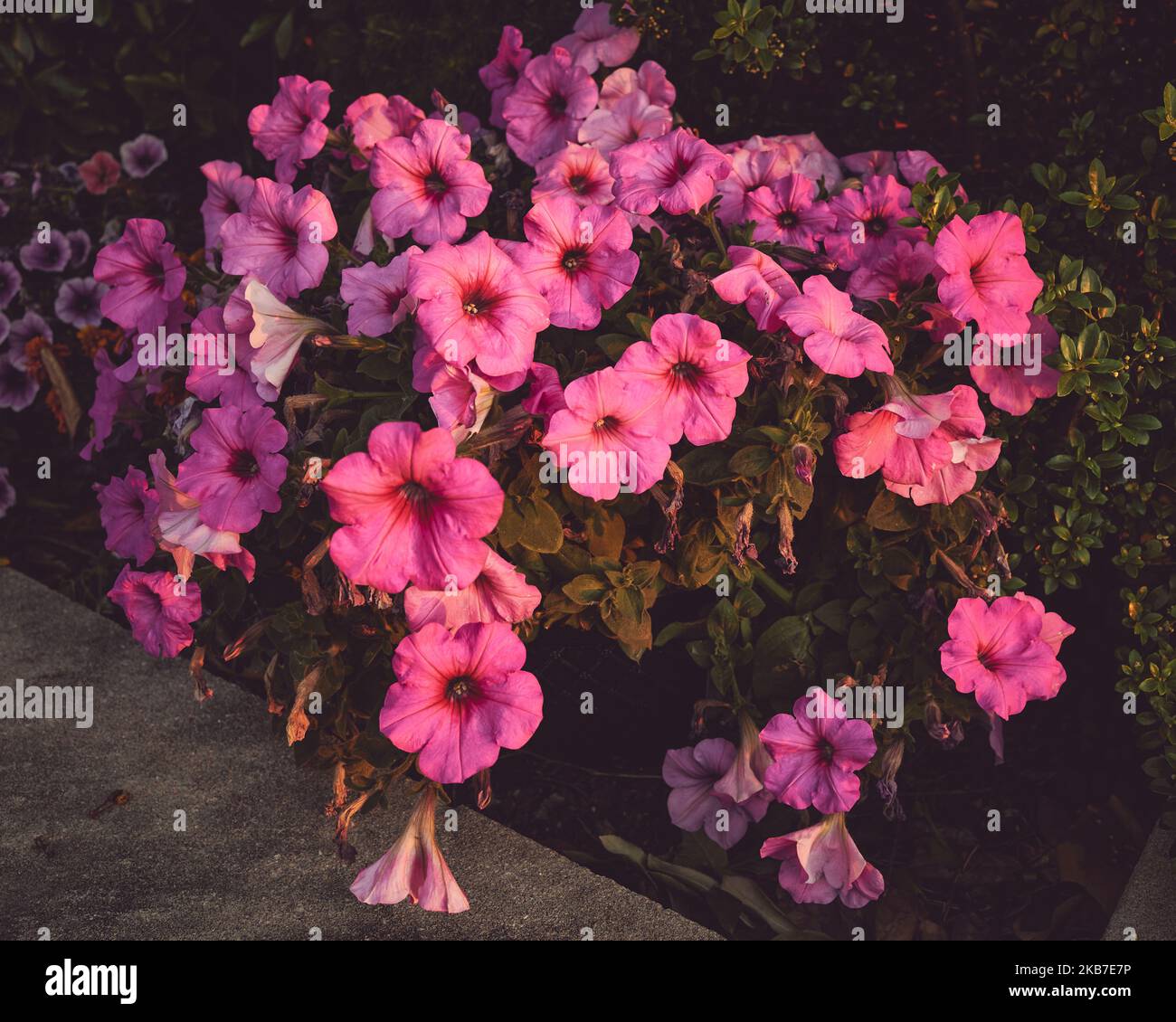 red and pink morning glory flowers with matt color scheme for ...