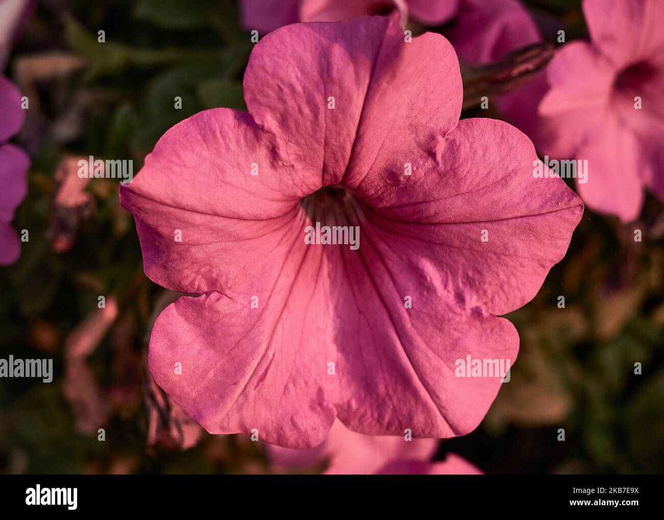 red and pink morning glory flowers with matt color scheme for ...