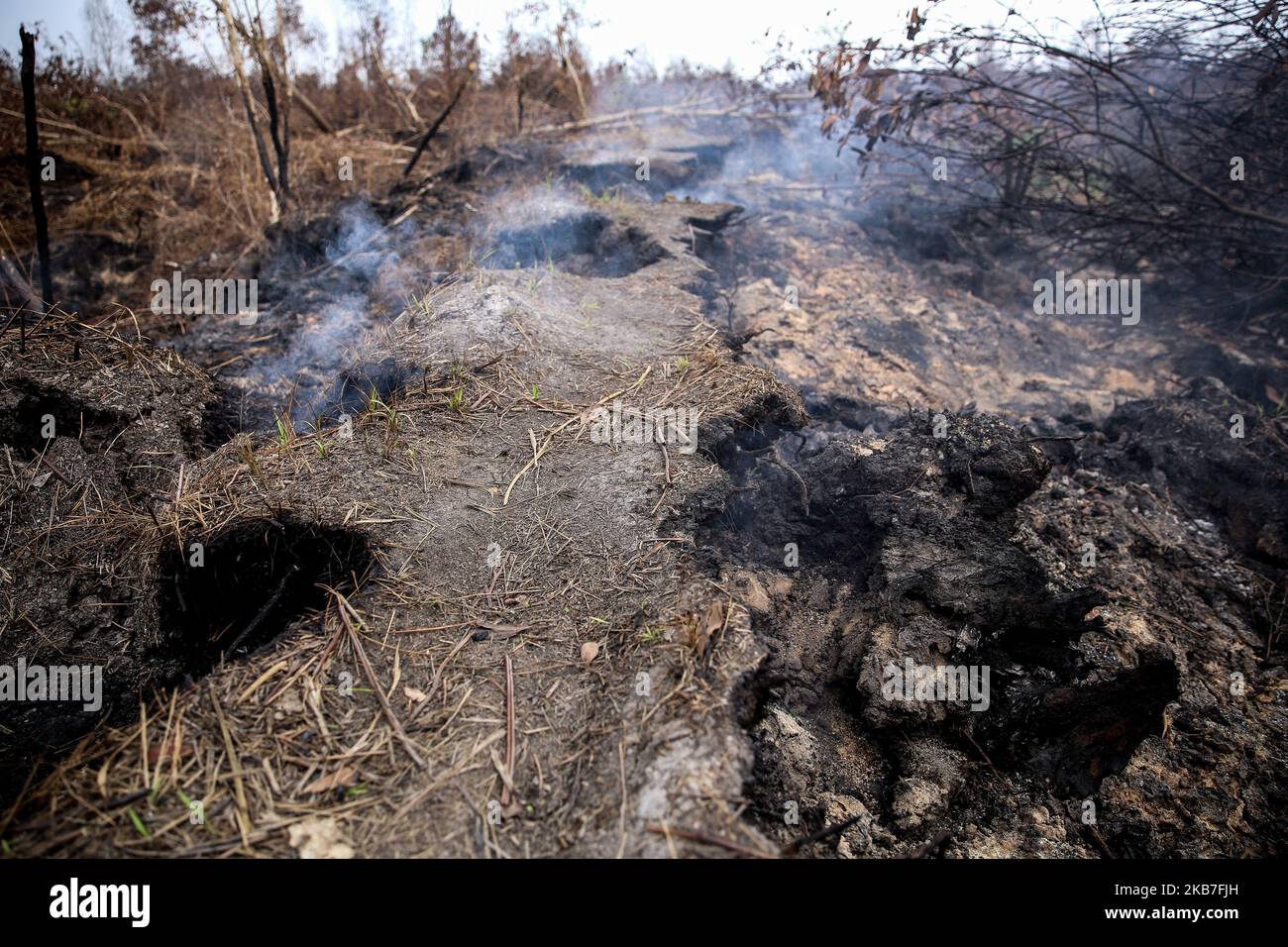 Burnt trees are pictured after a forest fire in Sampit, Central ...