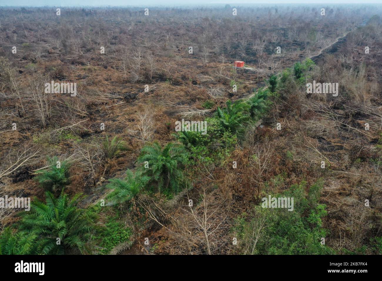 Burnt trees are pictured after a forest fire in Sampit, Central ...