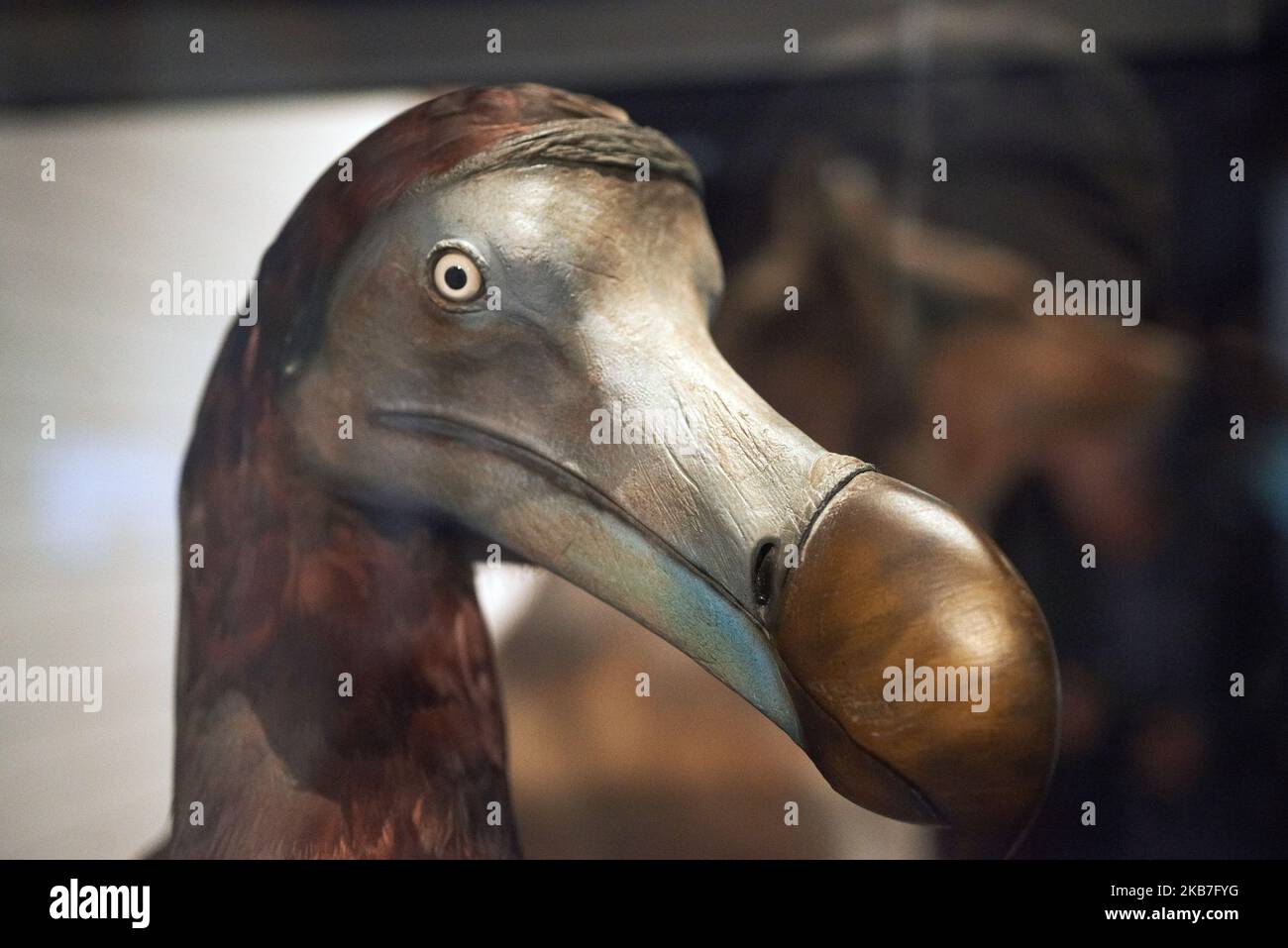 Portrait of a Dodo, a flightless bird which went extinct on the 17th ...