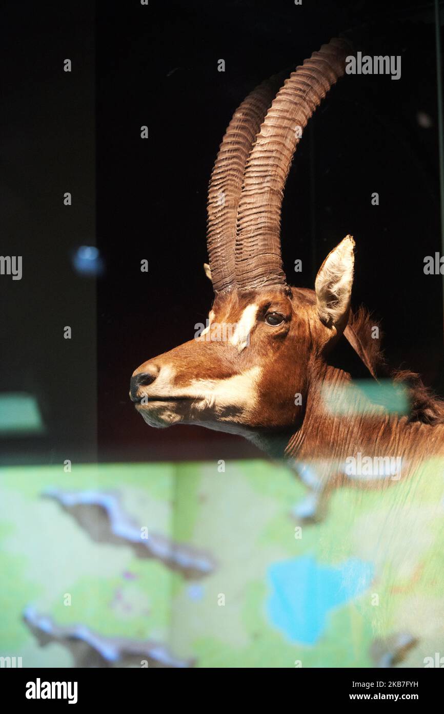 The Museum of Natural History of Toulouse in cooperation with the ...