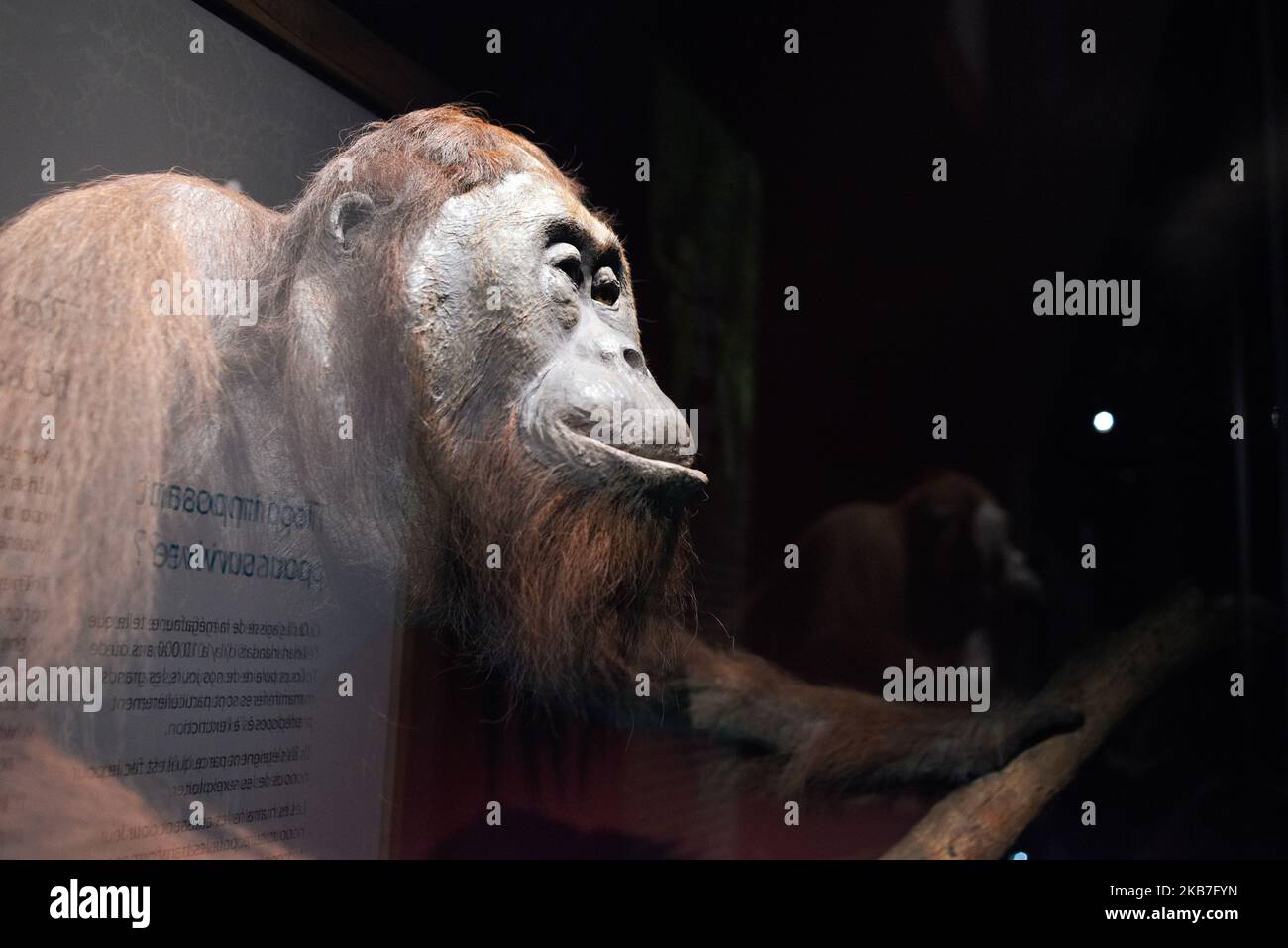 A stuffed orang-outan. The Museum of Natural History of Toulouse in ...