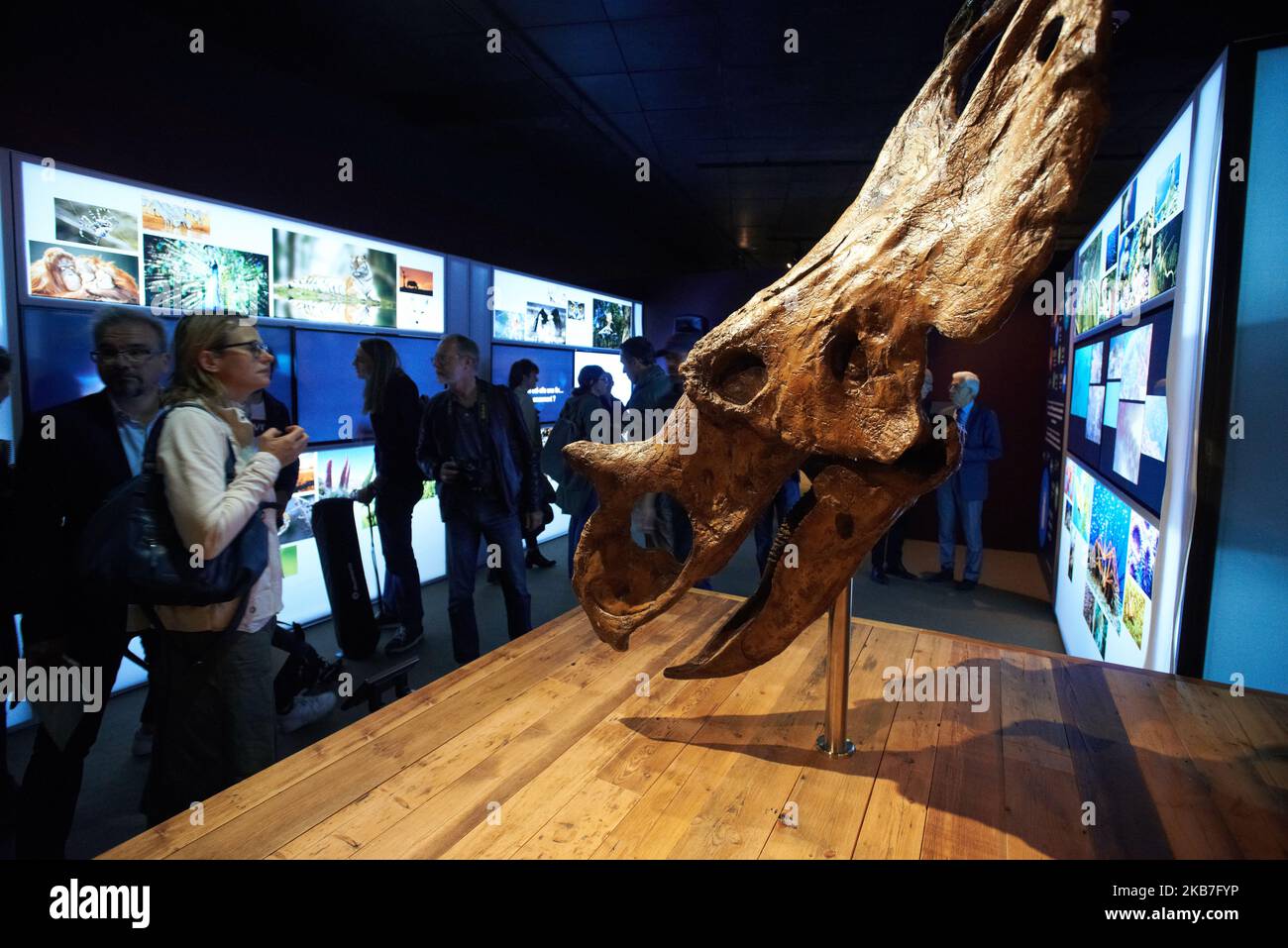 Dinosaur extinction human hi-res stock photography and images - Alamy