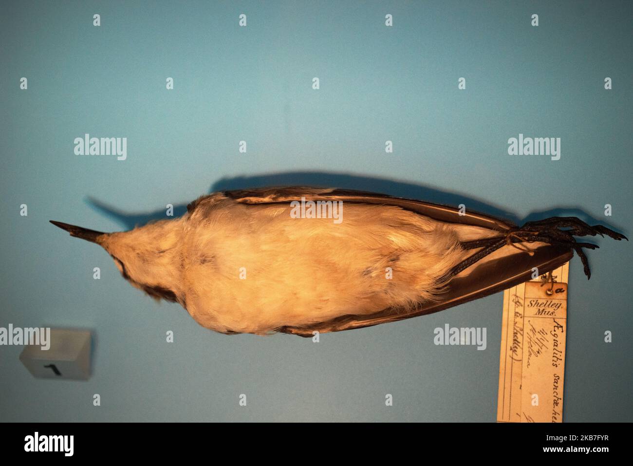 An extinct stuffed bird is on display as it was lying in a morgue. The ...