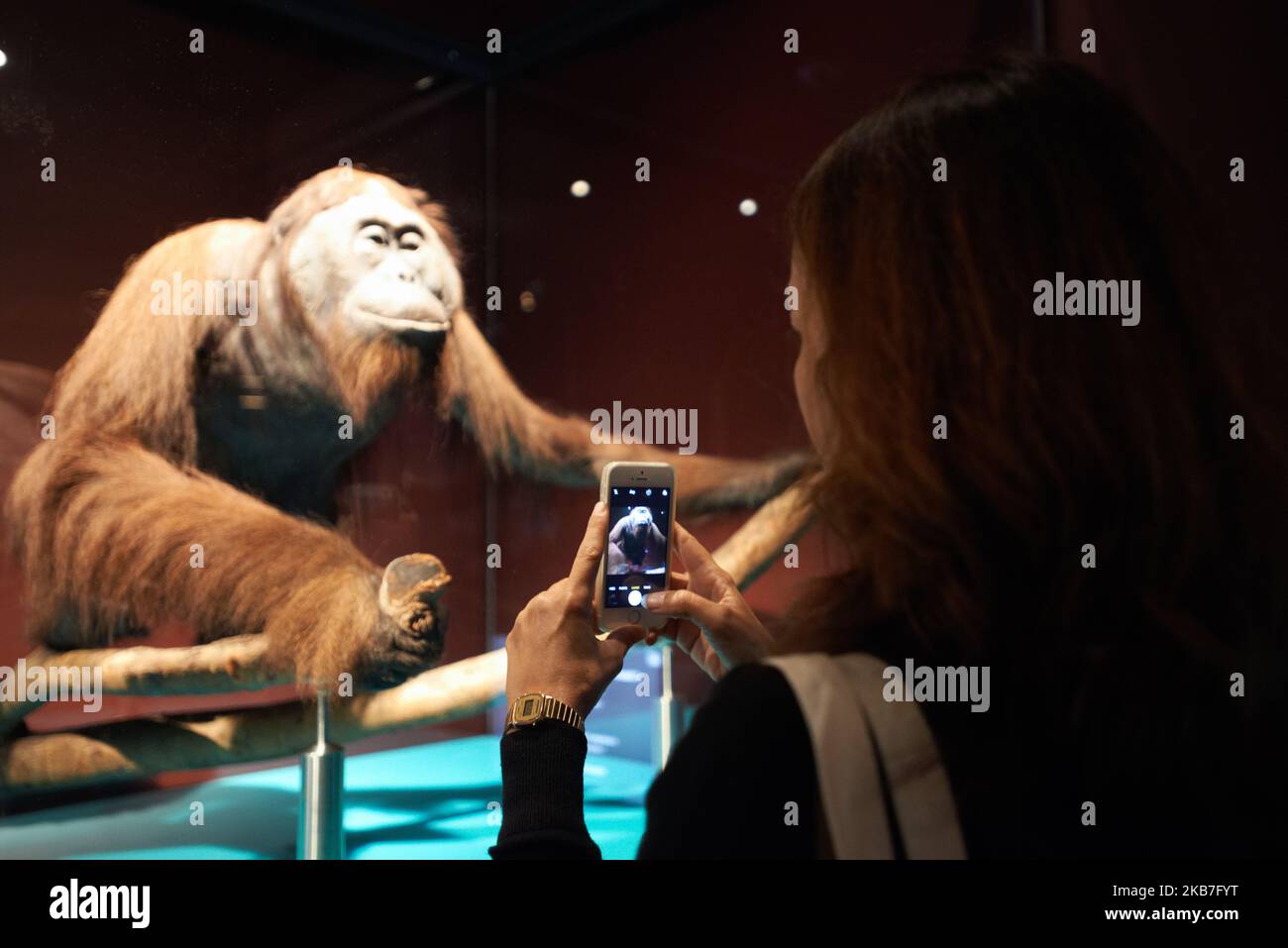 A visitor takes a picture of an orang-outan. The Museum of Natural ...
