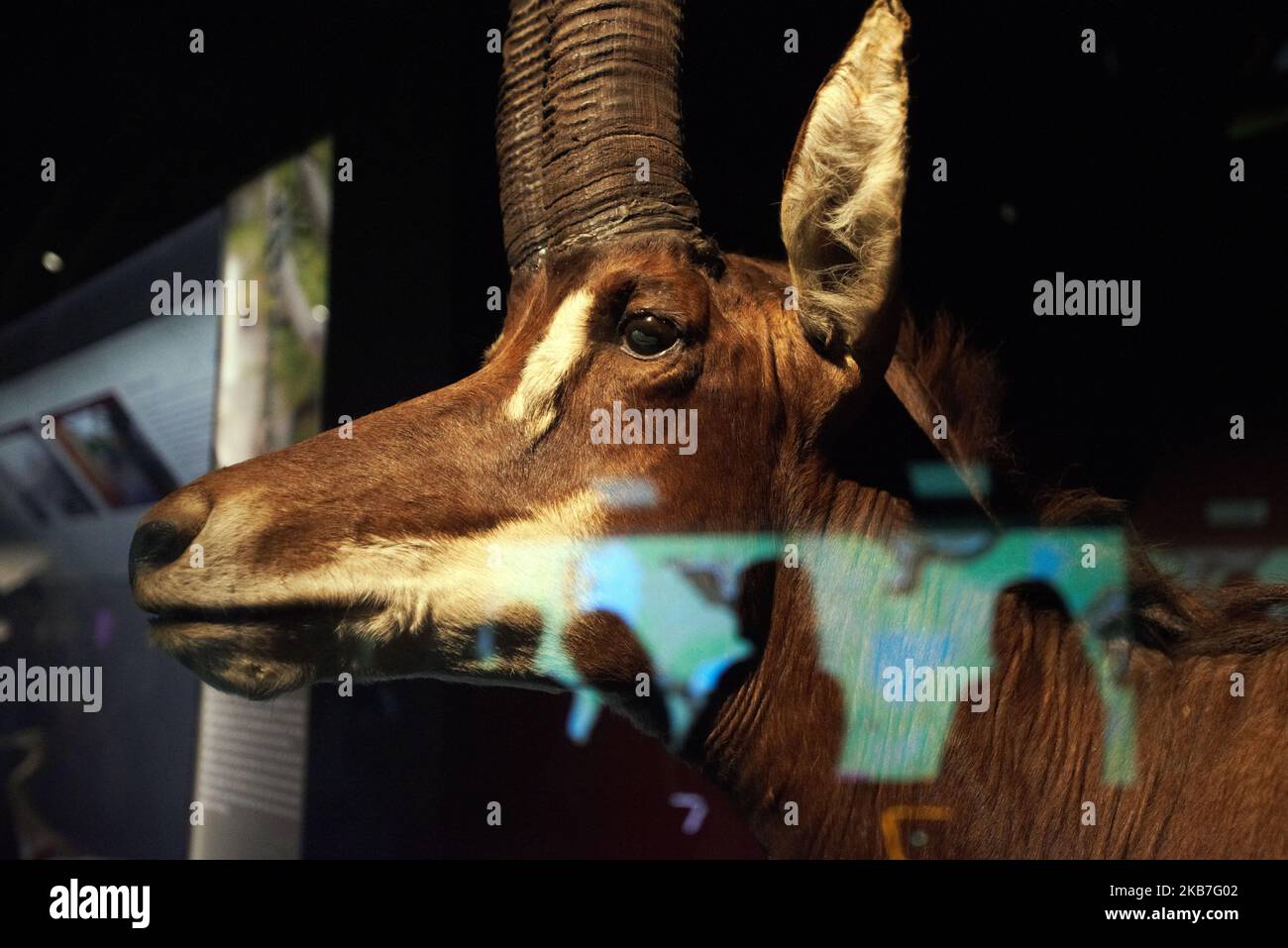 6th extinction hi-res stock photography and images - Alamy