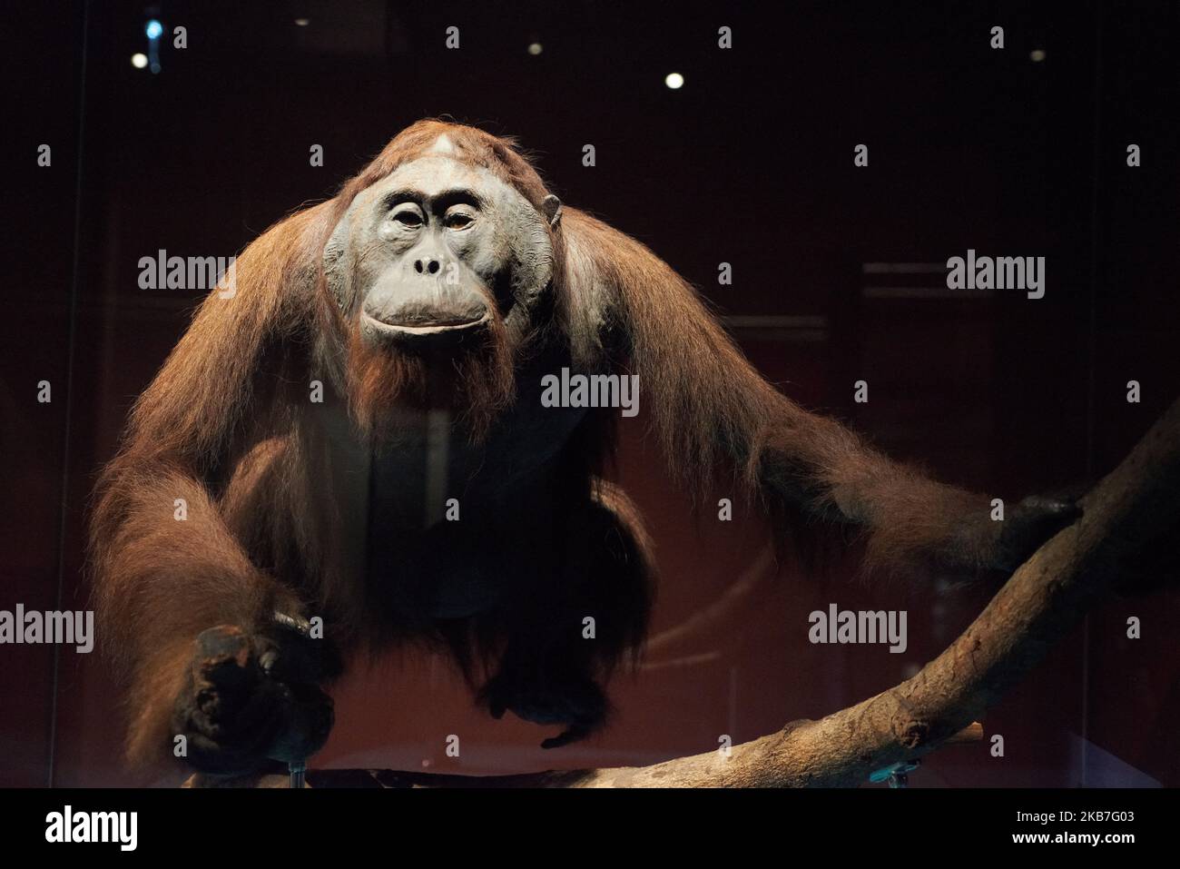An stuffed orang-outan. The Museum of Natural History of Toulouse in ...