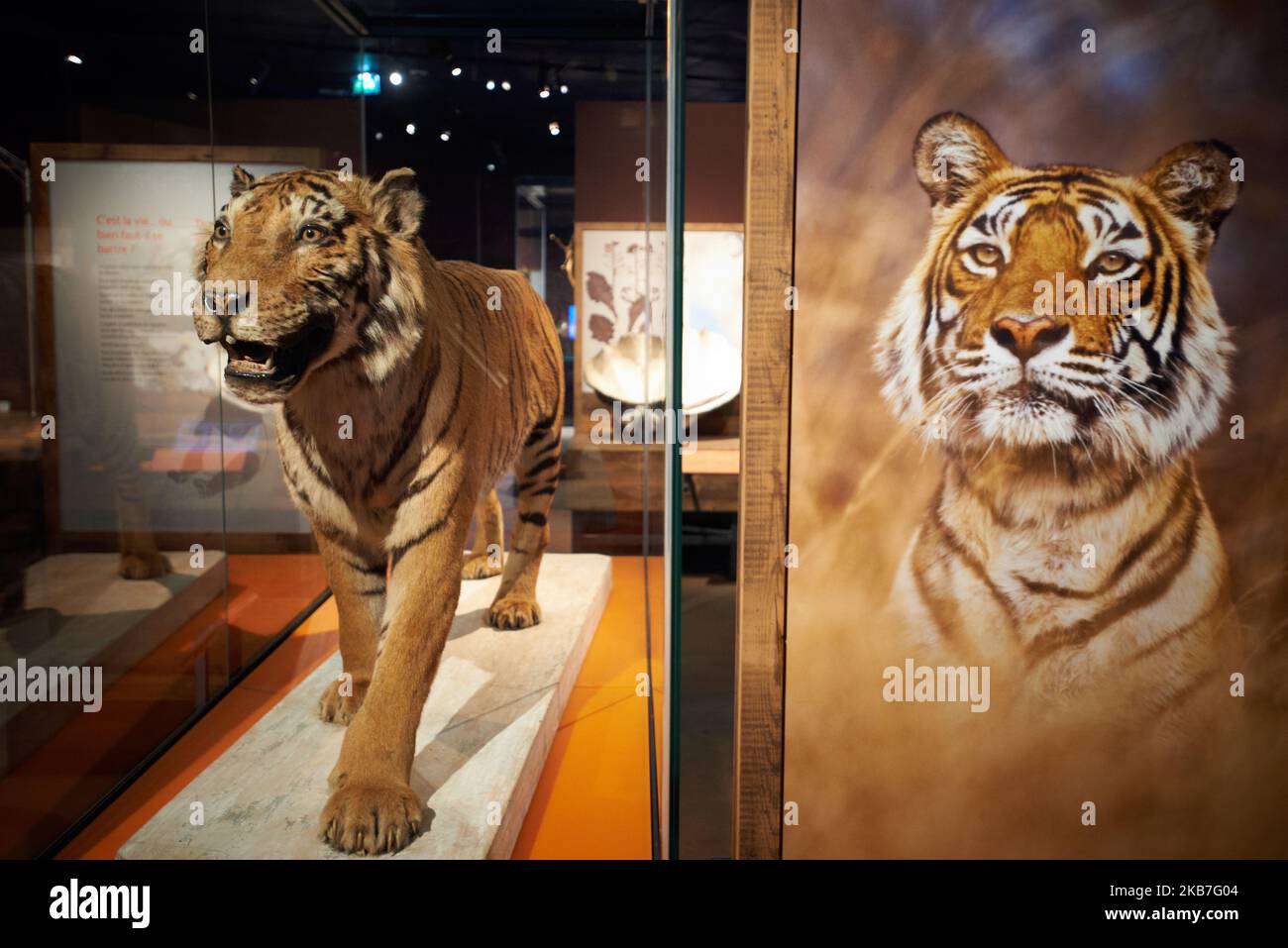 A stuffed tiger. Tiger is a species which is endangered. The Museum of ...