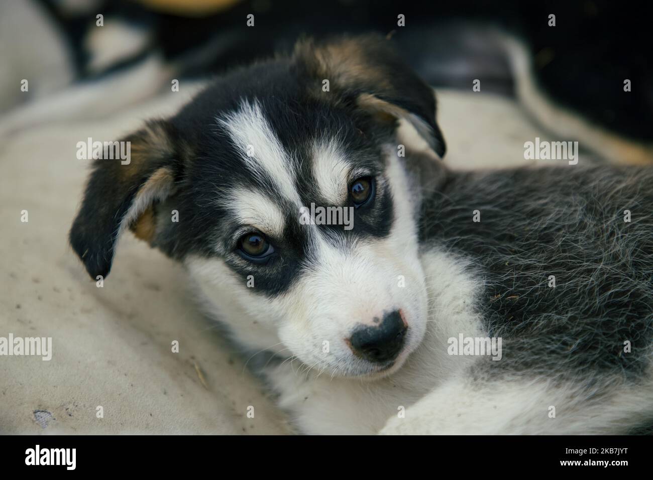 husky puppy with a heart shaped nose Stock Photo - Alamy