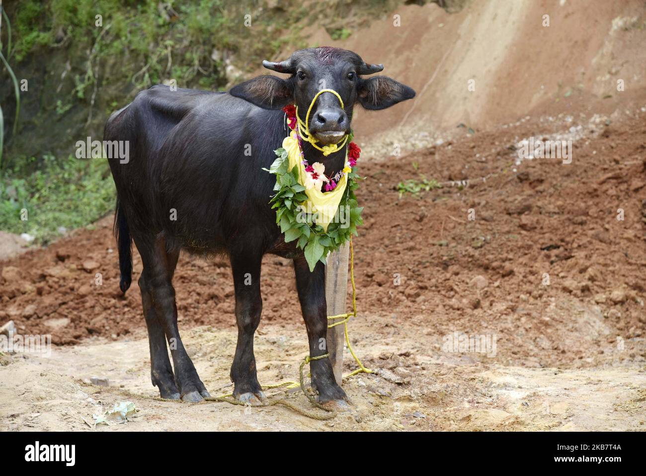 A Buffalo for sacrifice at the Buri Goshani Durga temple in Rani ...