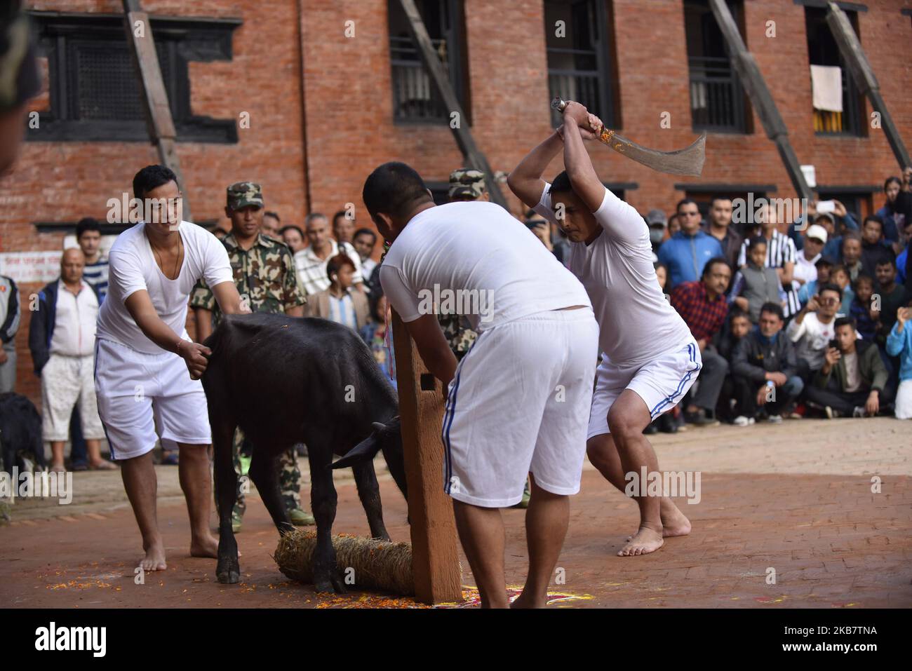 A Nepalese devotee prepares to slaughter a buffalo on the occasion of ...