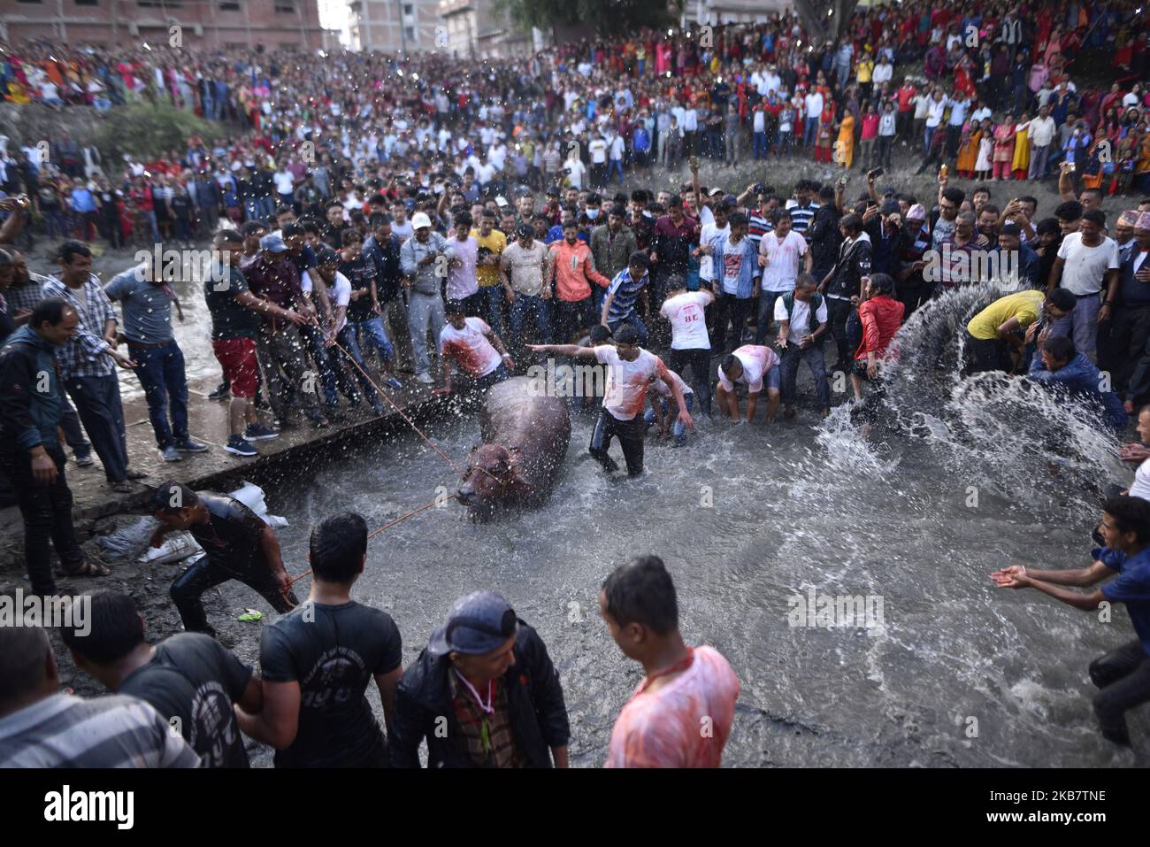 Nepalese devotees pulling a water buffalo as part of rituals before it ...