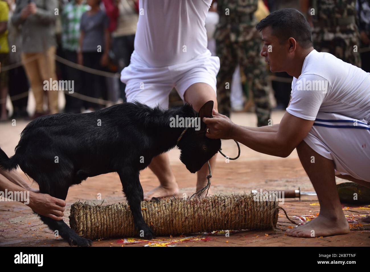 A Nepalese devotee prepares to slaughter a goat on the occasion of ...
