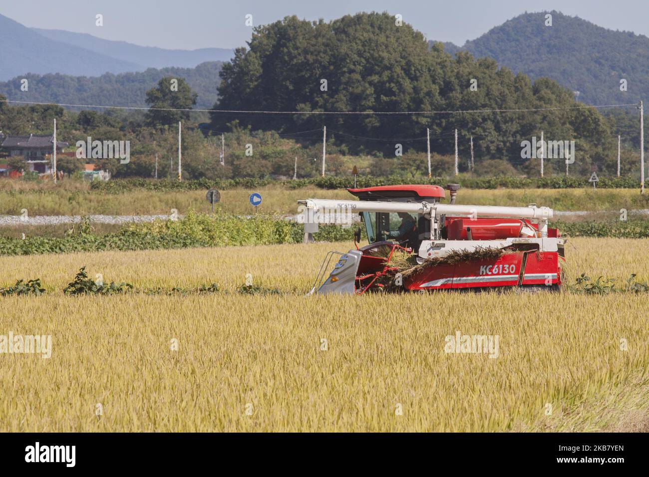 Farmers harvest rice use harvester at rice paddy in Sangju, South Korea ...