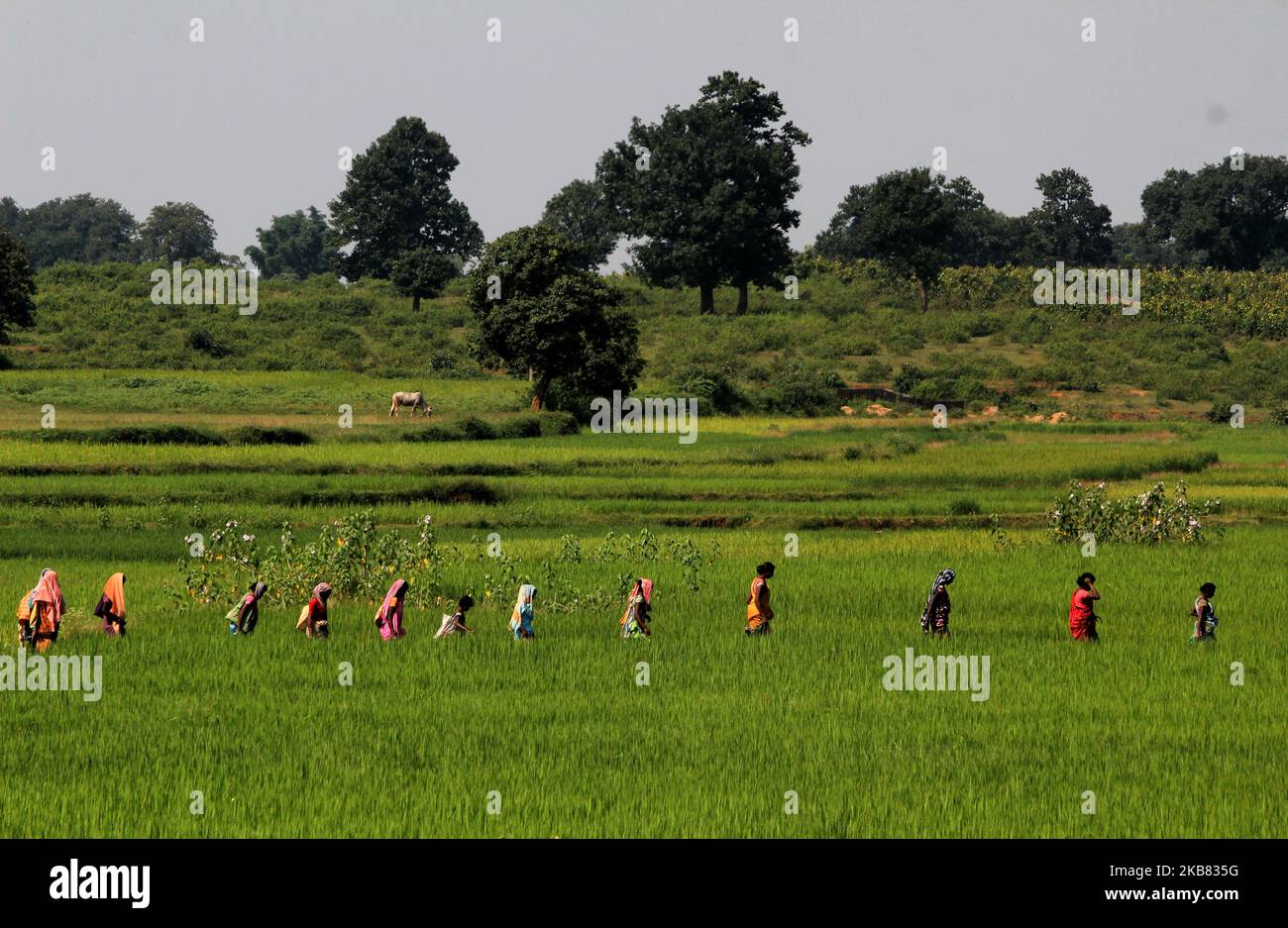 Tribal people are seen at the traditional kitchen of a tribal ...