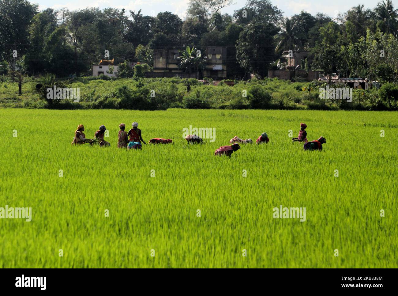 Tribal women are seen at a agricultural paddy field as they are busy in ...