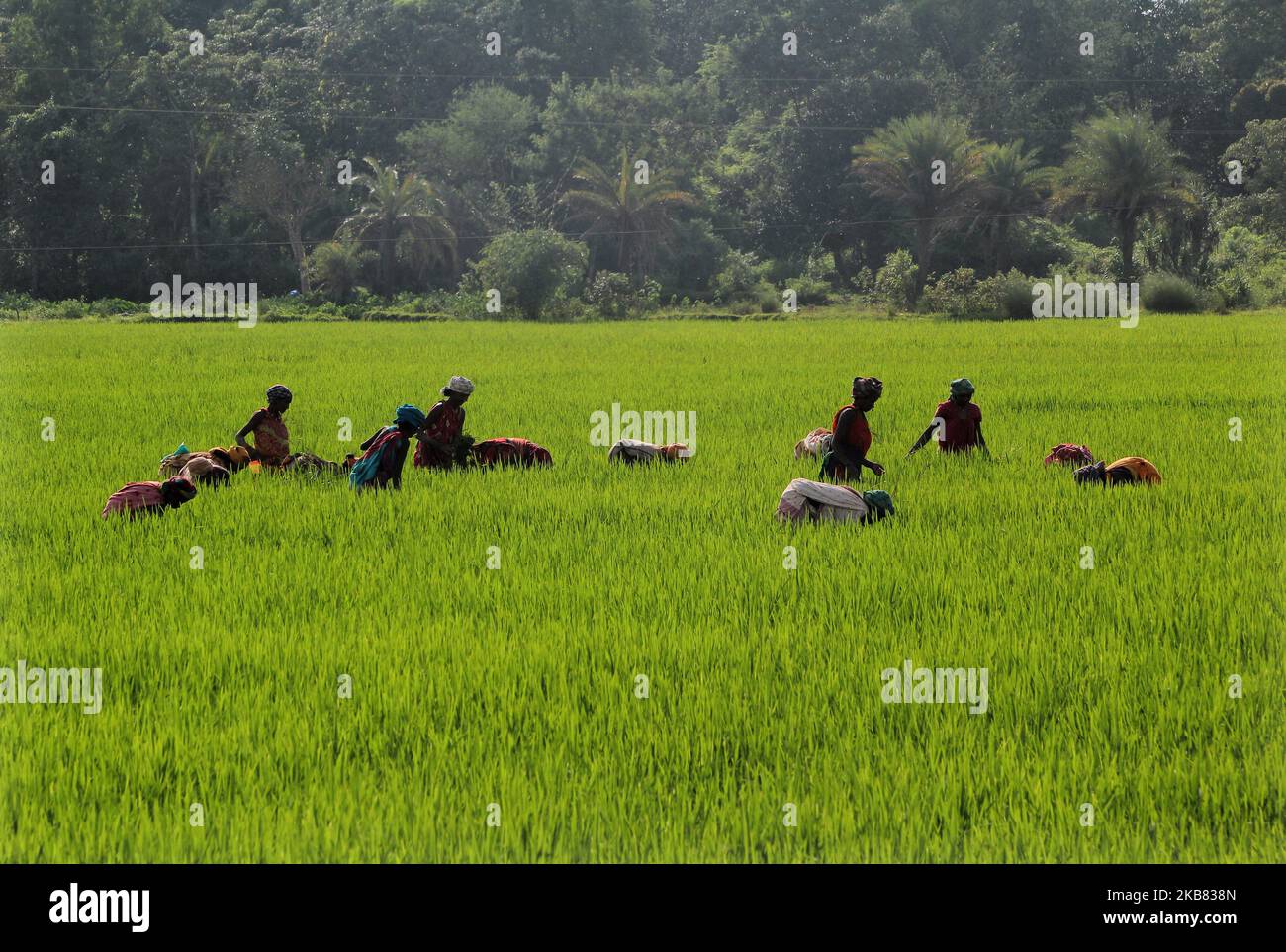Tribal women are seen at a agricultural paddy field as they are busy in ...