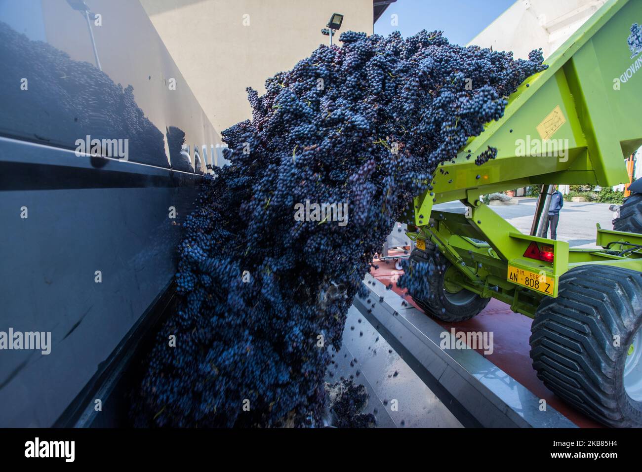 Fall of the Nebbiolograpes, which are used to make Barolo wine, bunches ...