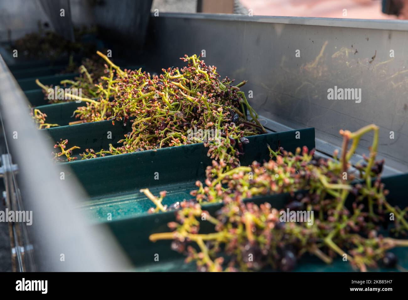 Separation of grapes hi-res stock photography and images - Alamy